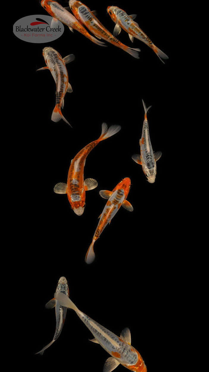 We Pick 1 Ocean Ember [WP11-T57-OceanEmber] - Blackwater Creek Koi Farms
