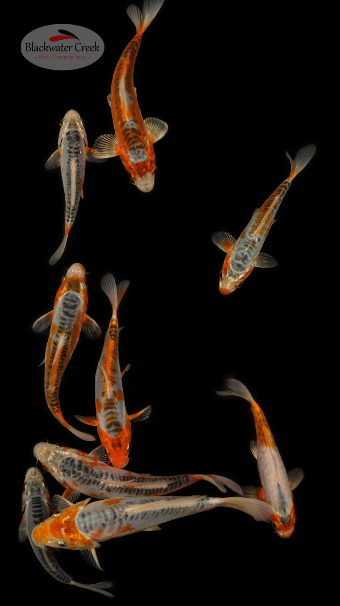 We Pick 1 Ocean Ember [WP11-T57-OceanEmber] - Blackwater Creek Koi Farms
