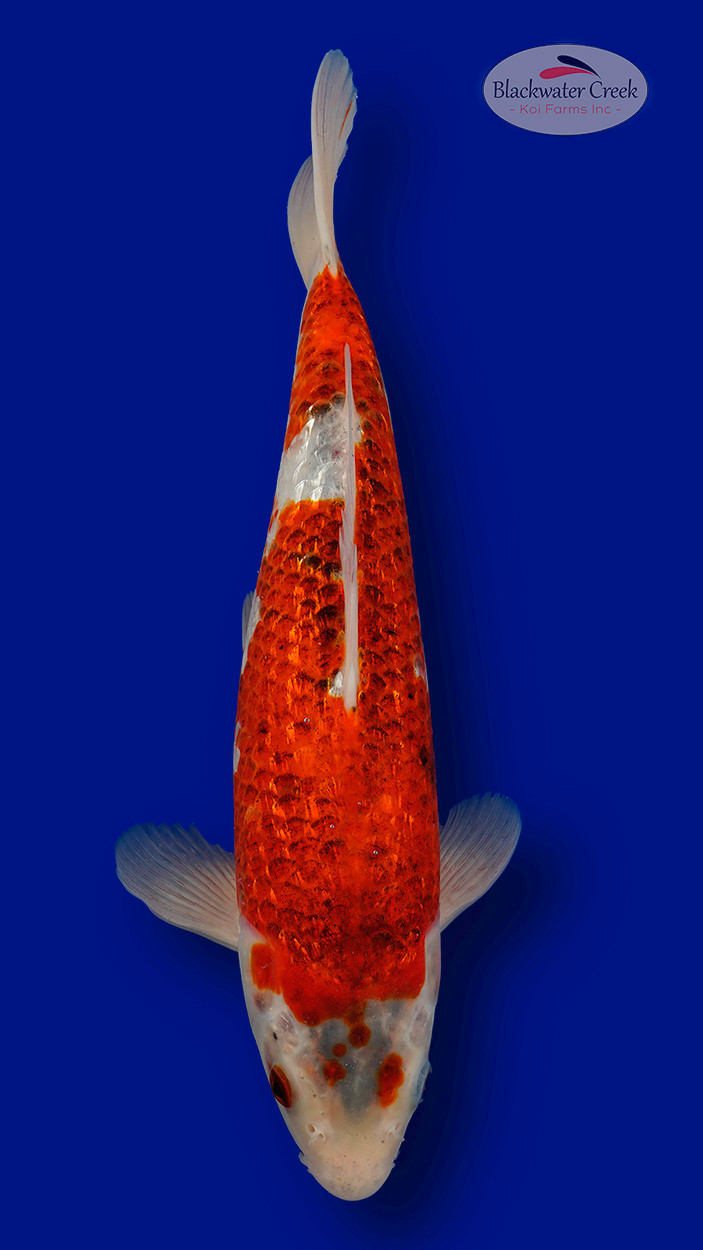 Goshiki 14 inches [EA1-11525-9] - Blackwater Creek Koi Farms