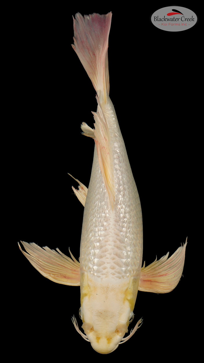 Gin Rin platinum 15 inches [EB10-11525-64] - Blackwater Creek Koi Farms