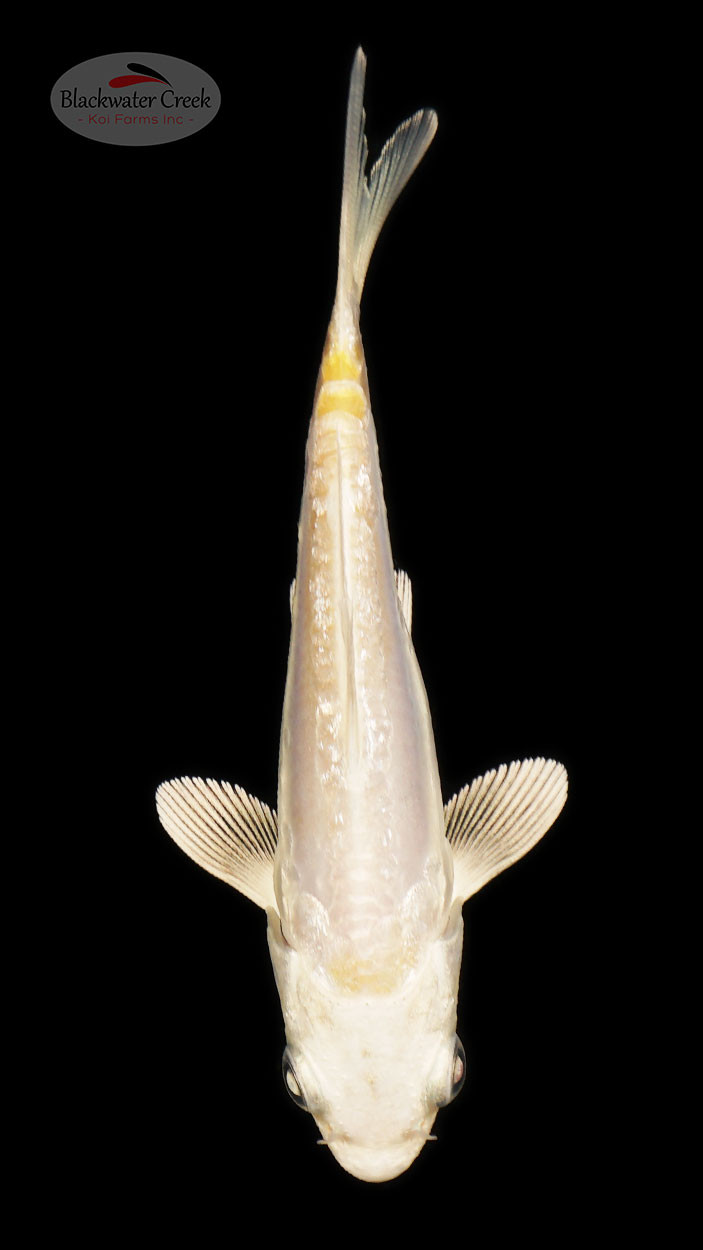 Doitsu Hariwake 3-4 inches [B25-T26-3] - Blackwater Creek Koi Farms
