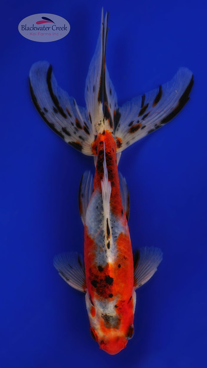 Watonai 5-6 inches [ZZ26-T18-7] - Blackwater Creek Koi Farms