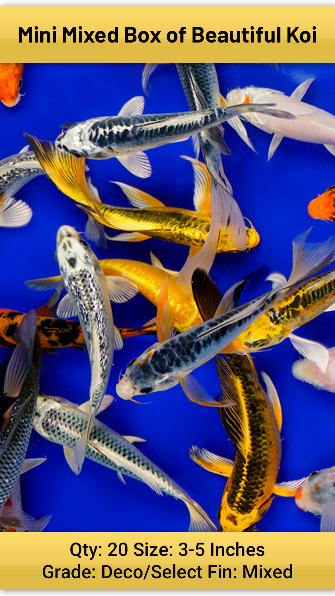 Mini Mixed Box of Beautiful Koi - Blackwater Creek Koi Farms