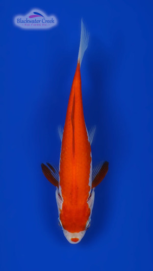 Goldfish