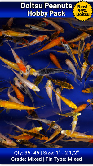 Buy Koi - Baby Koi - Peanuts - Blackwater Creek Koi Farms