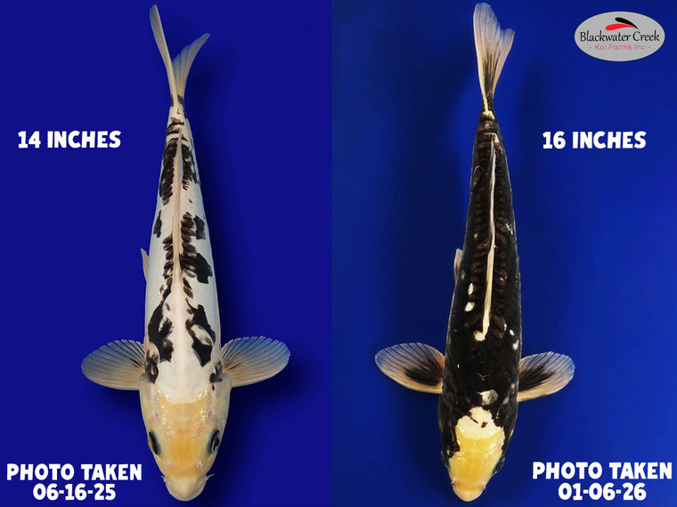 *CHECK HOW THIS FISH CHANGED* MooMoo Kumonryu 15 inches [EB4-661625-18 ...