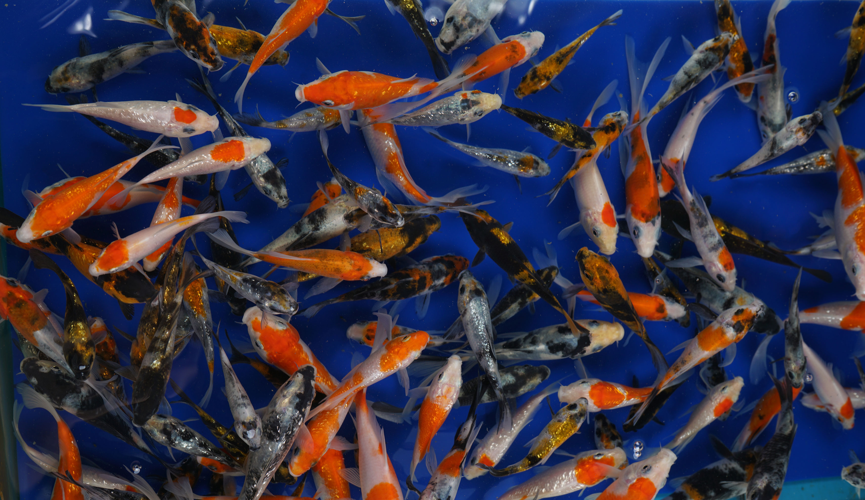 Getting Back to Basics - Blackwater Creek Koi Farms