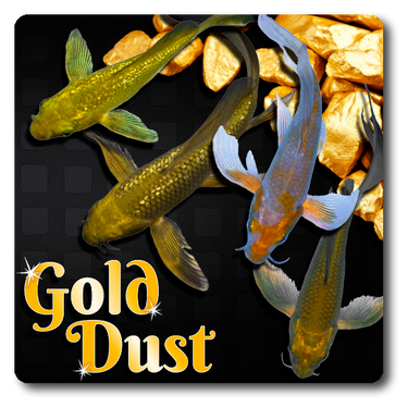Gold Dust Butterfly Koi