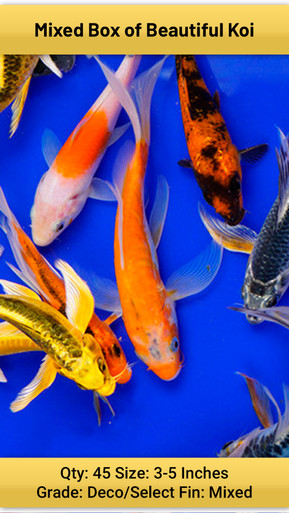 Mixed Box of Beautiful Koi - Blackwater Creek Koi Farms