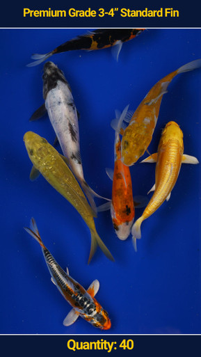 Premium 3-4" Koi Standard Fin Qty 40 - Blackwater Creek Koi Farms
