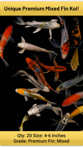 Unique Premium Mixed Fin Koi! - Blackwater Creek Koi Farms