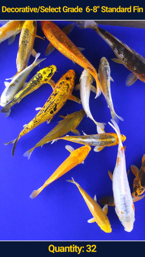 Decorative/Select Grade 6-8" Standard Fin Koi 32 qty - Blackwater Creek ...