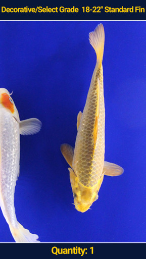 Decorative/Select Grade 18-22" Standard Fin Koi 1 qty - Blackwater ...