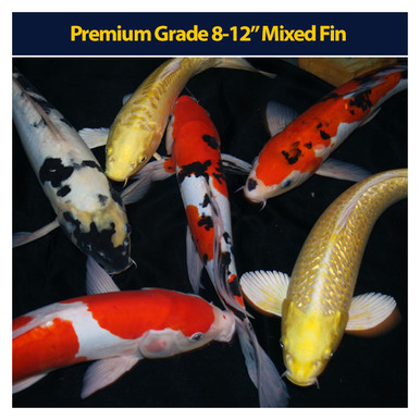 Premium Koi 8-12" Mixed Fin - Blackwater Creek Koi Farms