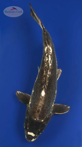 *CHECK HOW THIS FISH CHANGED* Kikokuryu 14 inches [EC4-42324-44 ...