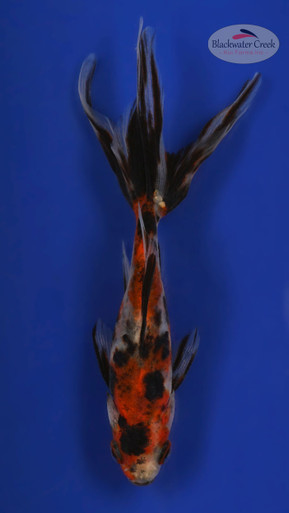 Calico Watonai 4-5 inches [WW25-T72-2] - Blackwater Creek Koi Farms