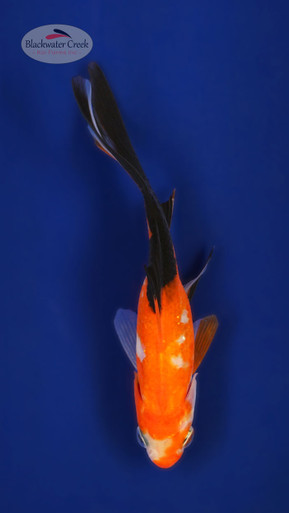 Half And Half Goldfish 4-5 inches [XX25-T85-3] - Blackwater Creek Koi Farms