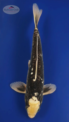 *CHECK HOW THIS FISH CHANGED* MooMoo Kumonryu 15 inches [EB4-661625-18 ...