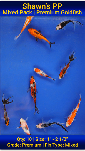 Shawn's Premium Goldfish Pack FREE SHIPPING 10 fish - Blackwater Creek ...