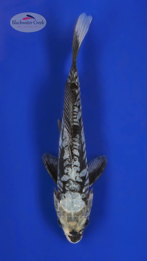 Kumonryu 5-6 inches [Y25-T174-6] - Blackwater Creek Koi Farms