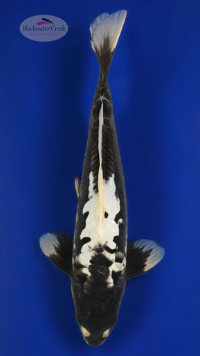 *CHECK HOW THIS FISH CHANGED* Kumonryu 16 inches [EC10-11525-106 ...