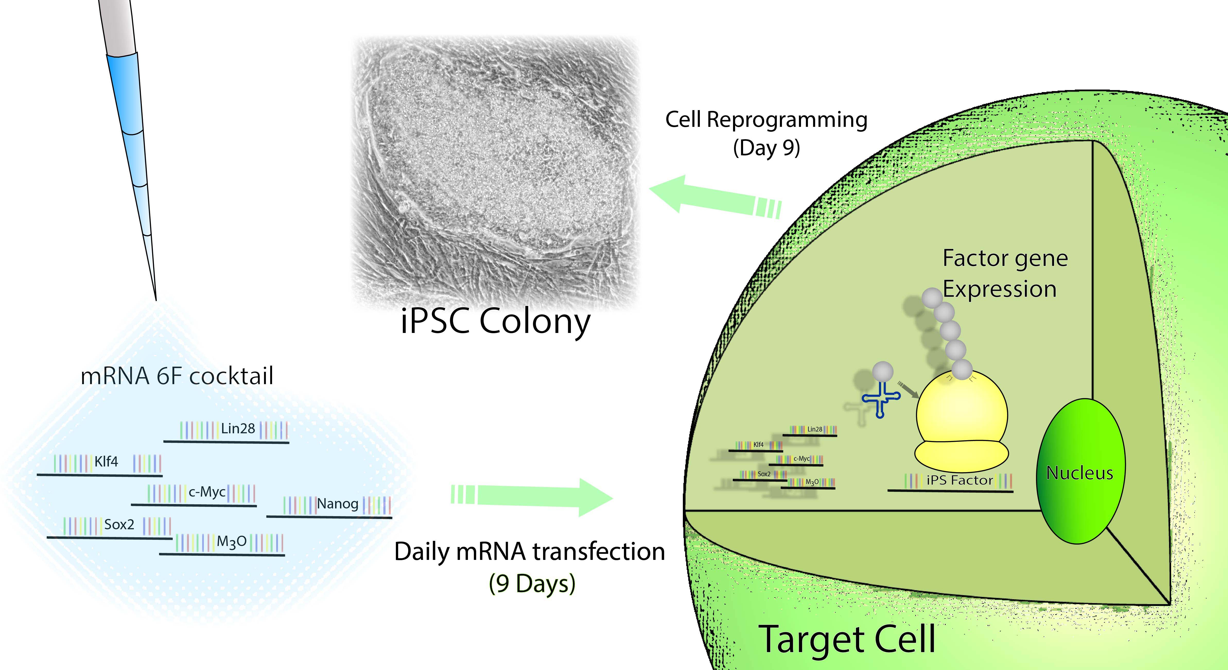 Stem Cells - Tools for iPS generation, Non Integrating iPS generation ...