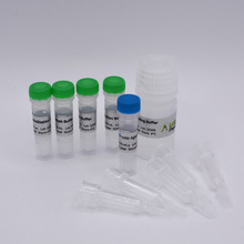 mTFP-nAb Agarose Spin Kit (20 Reactions)