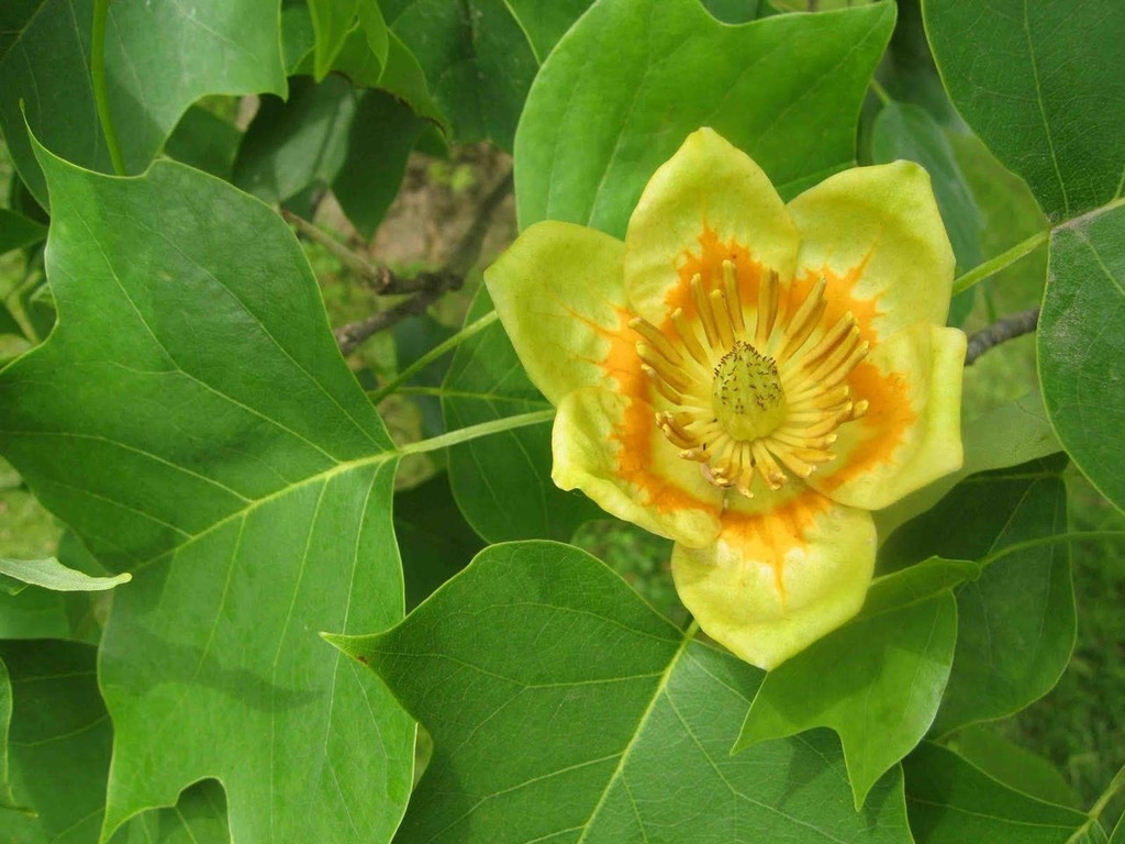 Buy Tulip Poplar Trees Online Free Shipping Over 99 buy-tulip-poplar-trees-online-free-shipping-over-99