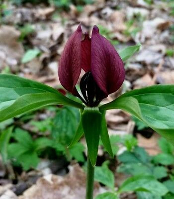 Buy Prairie Trillium Wholesale | Trillium Recurvatum Bulbs