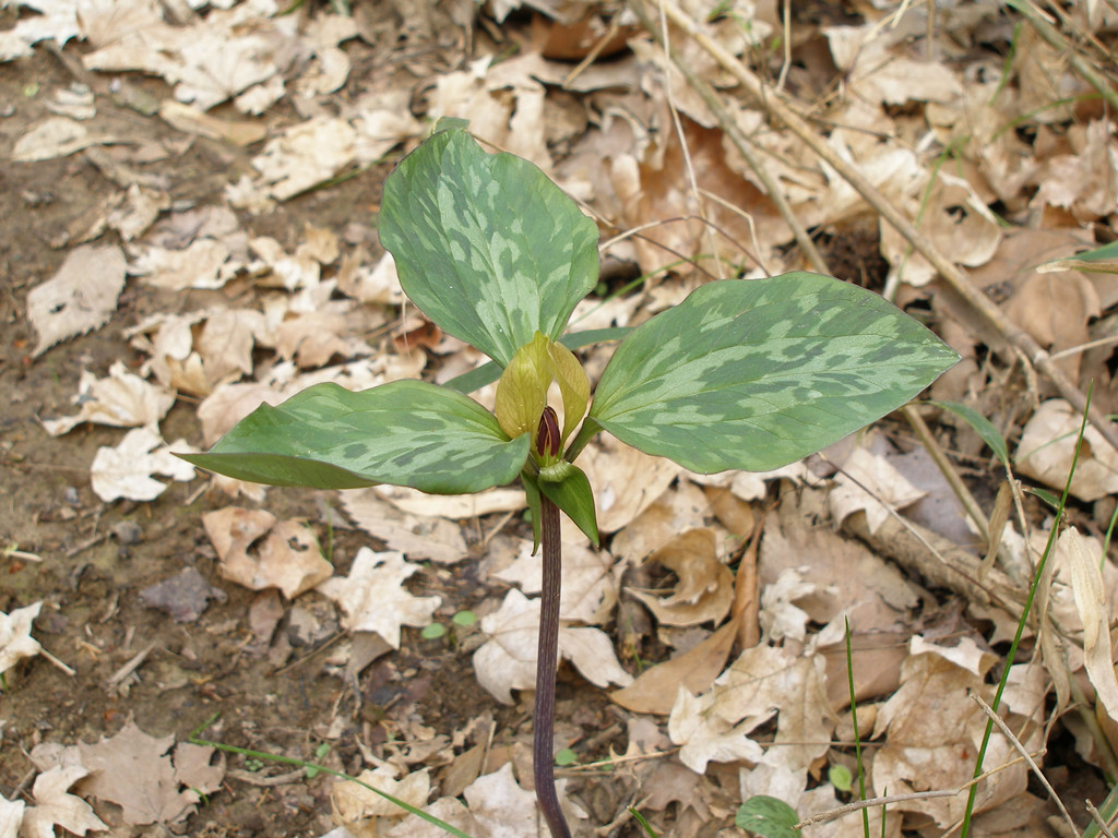 Buy Prairie Trillium Wholesale | Trillium Recurvatum Bulbs