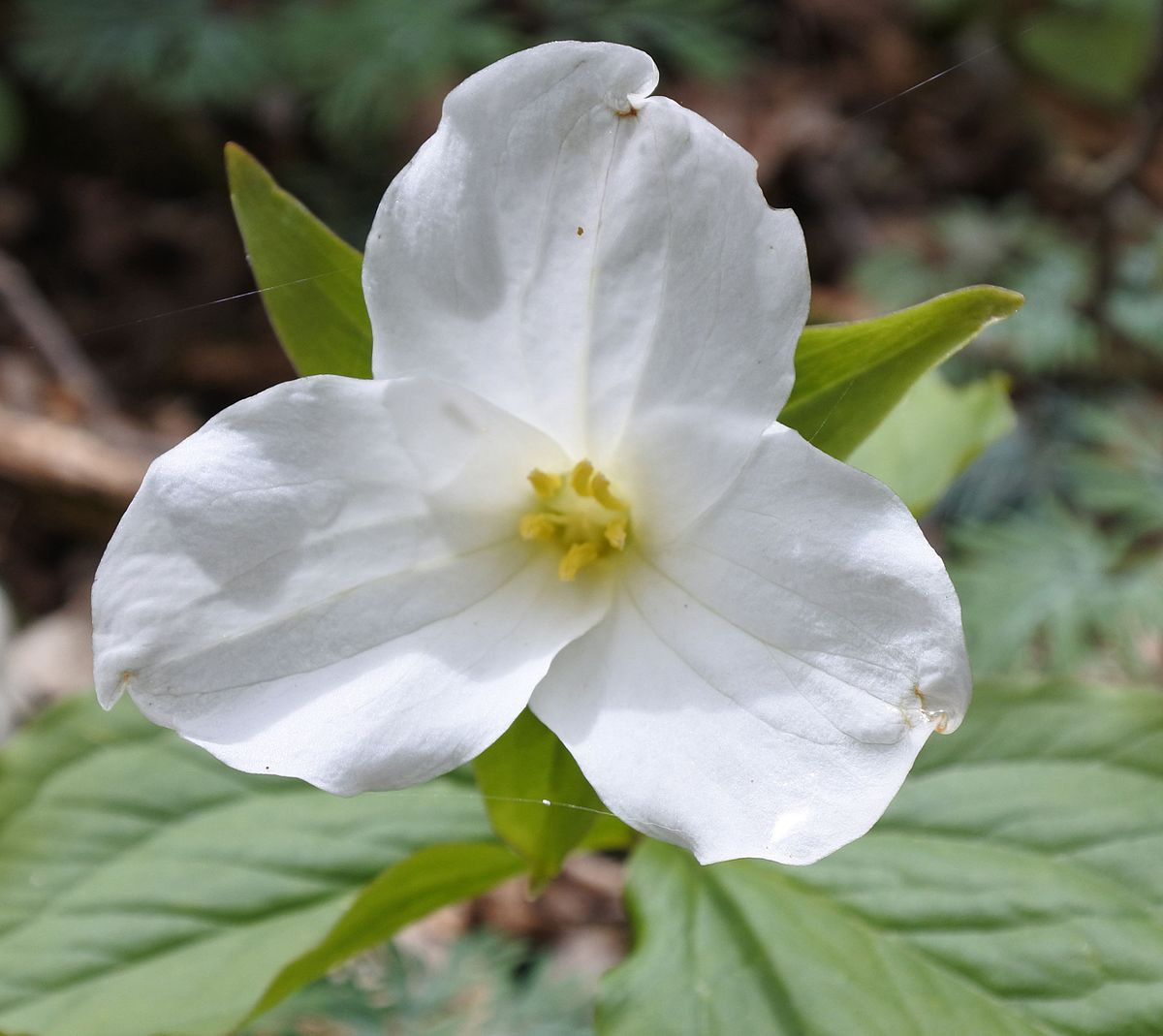 Buy Great White Trillium Wholesale | Trillium Grandiflorum