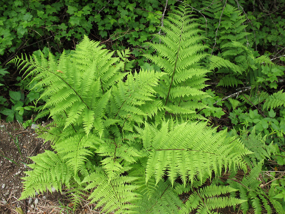 Buy Ostrich Fern Wholesale | Fast Growing Fern Plants