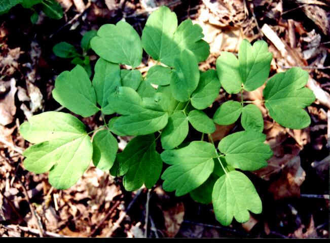 Buy Blue Cohosh Plants Wholesale | Caulophyllum Thalictroides