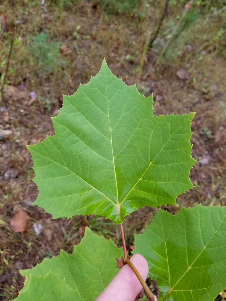 Buy American Sycamore Near Me | Buy 1 Get 1 Free