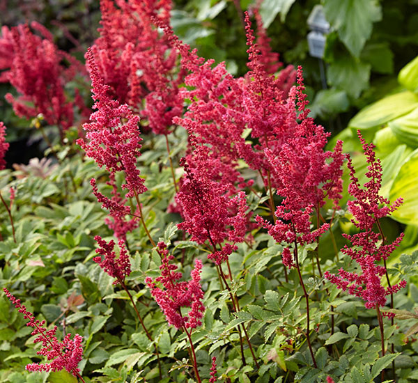 Red Astilbe For Sale | Buy August Light Astilbe Online