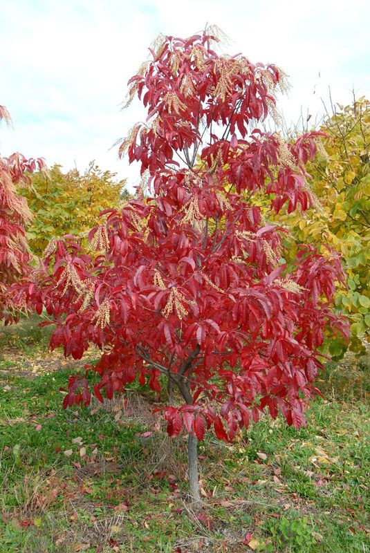 Buy Sourwood Trees Wholesale | Oxydendrum Arboreum