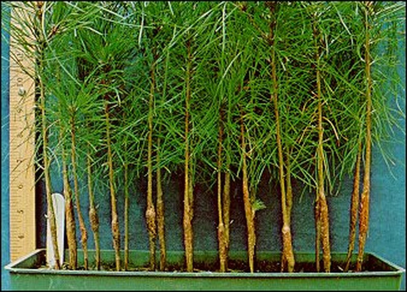 Buy Tree Seedlings Online | Tree Seedling Liners For Sale