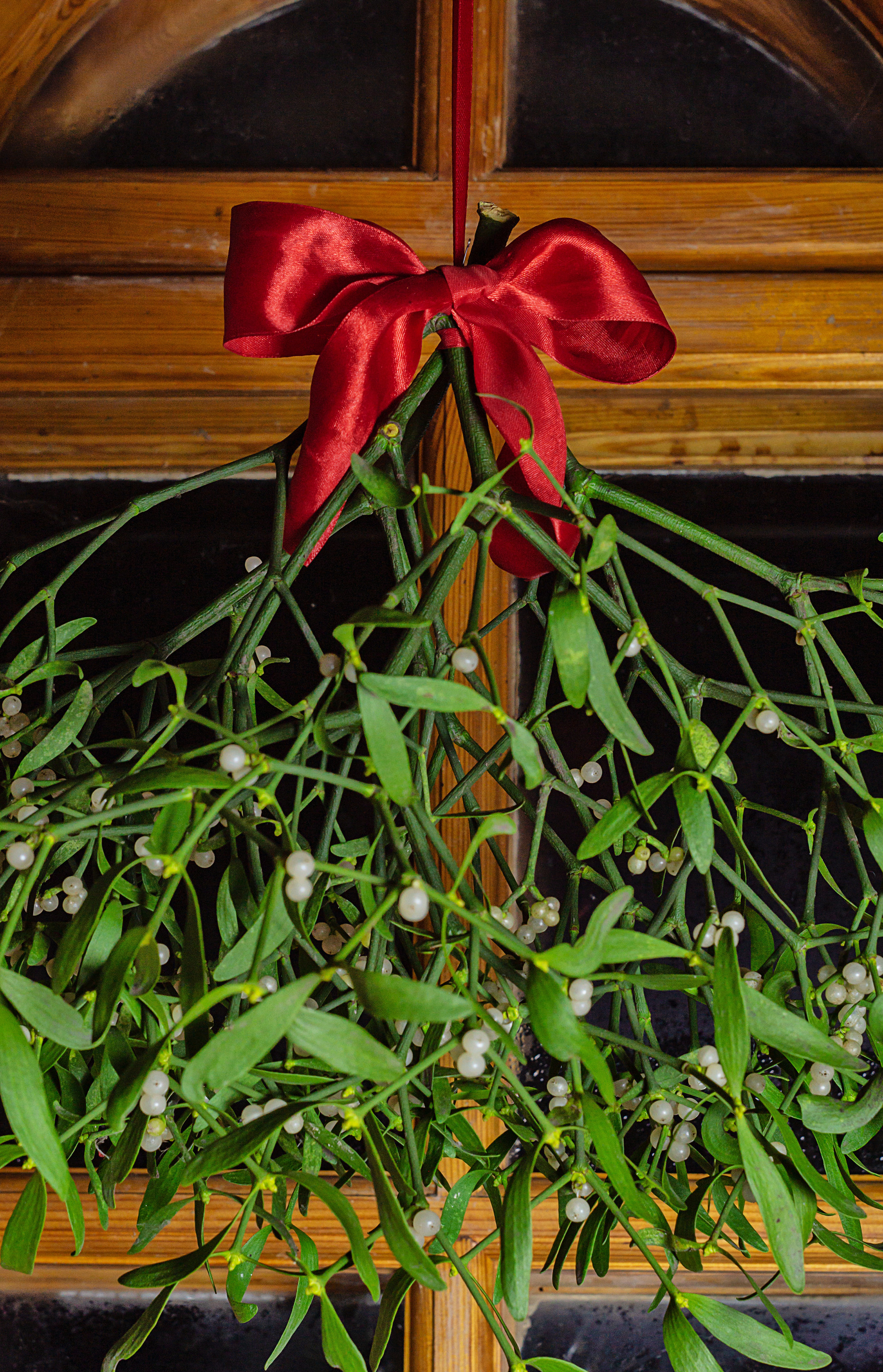 The Enchanting Allure of Fresh Mistletoe: A Symbol of Love and ...
