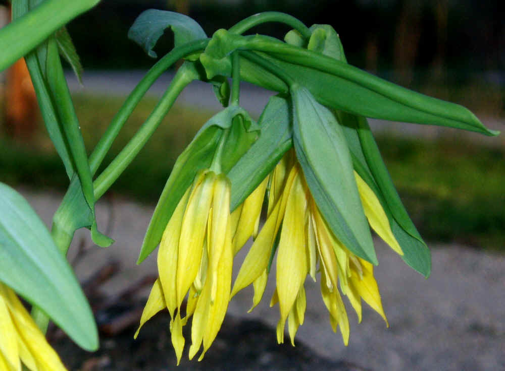 Buy Great Merry Bells Wholesale | Perennial Nursery Co