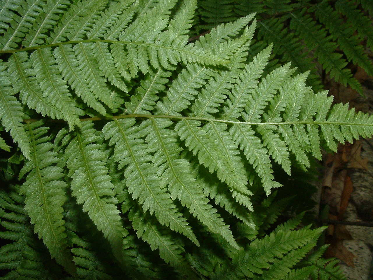 Lady Fern Leaf
