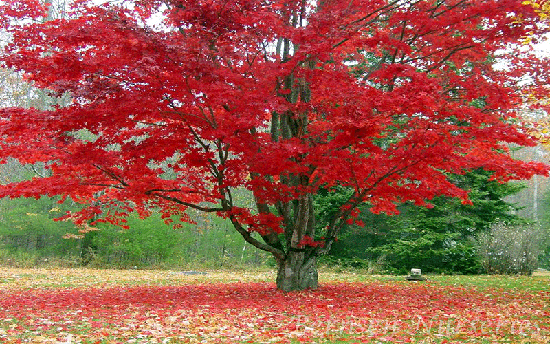 Buy Red Maple Trees Online Acer Rubrum For Sale Buy Red Maple Trees Online Acer Rubrum For Sale