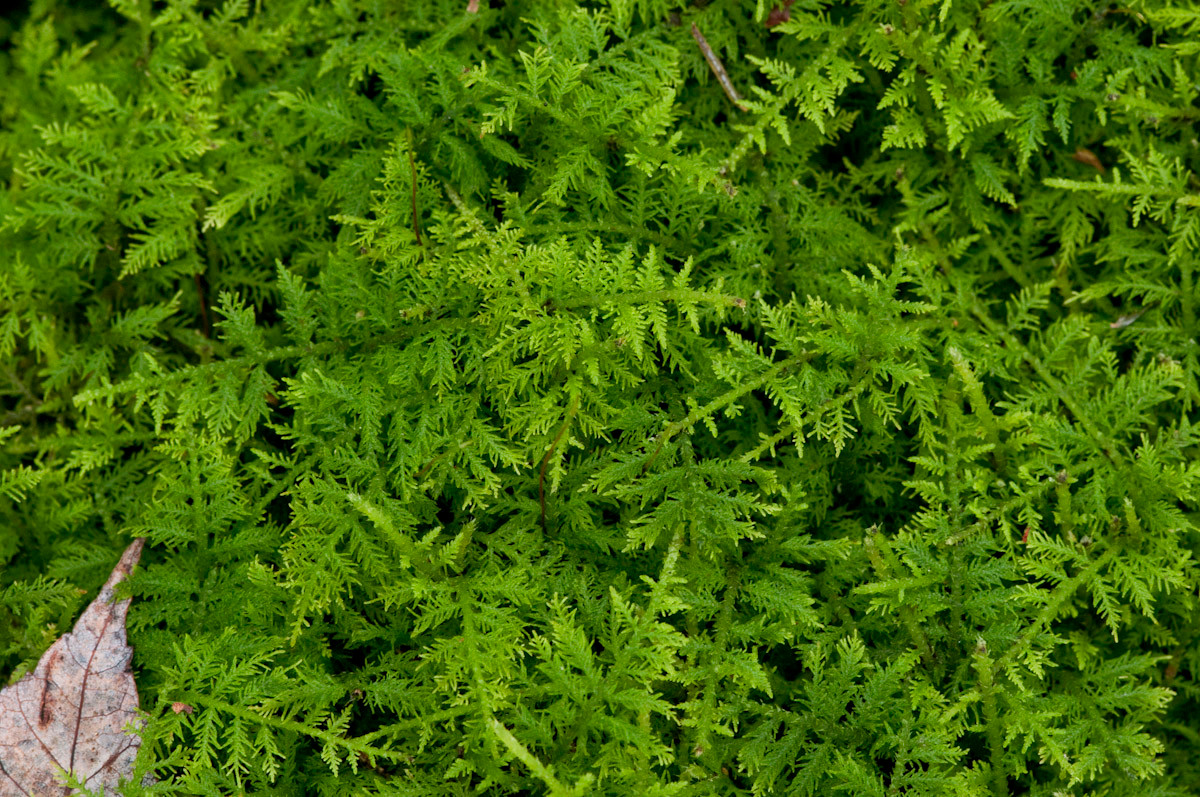 Buy Live Thuidium Delicatulum Online | Freshly Harvested Moss