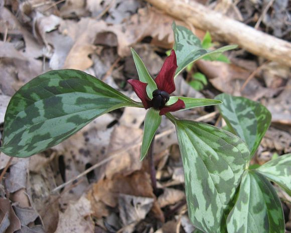 Buy Prairie Trillium Wholesale | Trillium Recurvatum Bulbs