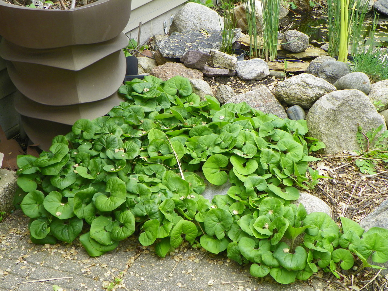 Buy Wild Ginger Wholesale | Perennial Nursery Co