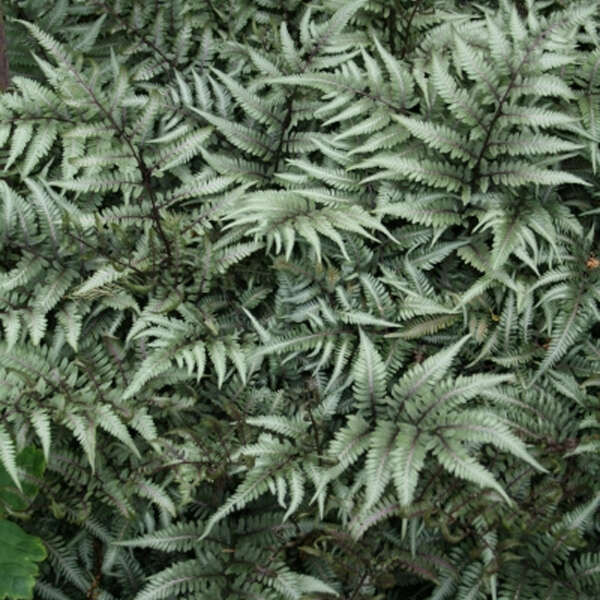 Wholesale Fern Plants For Sale Online | Perennial Nursery Co