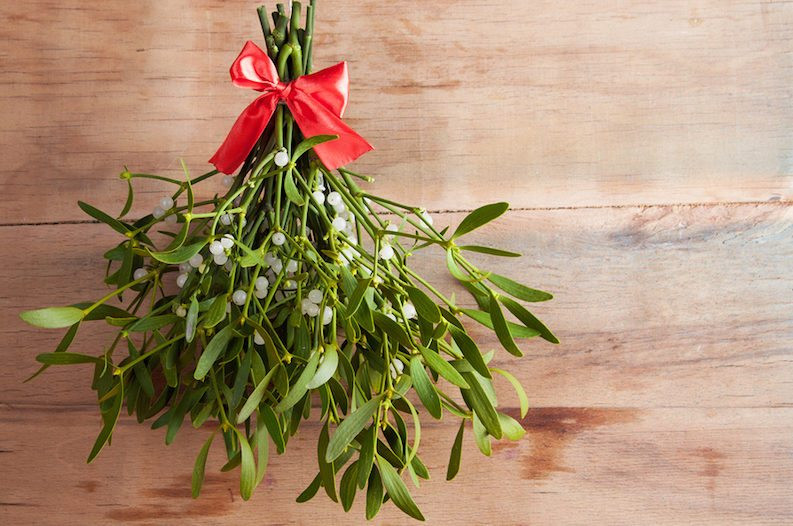 Live Mistletoe For Sale | Buy Fresh Mistletoe Christmas