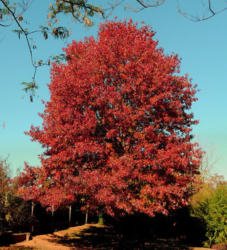 Buy Red Maple Trees Wholesale | Acer Rubrum For Sale