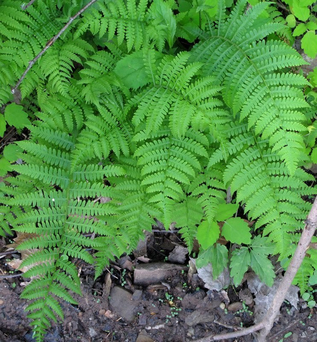 Buy Ostrich Fern Wholesale | Fast Growing Fern Plants