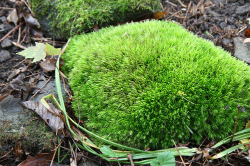 Buy Moss Gardens | Live Moss For Sale Online