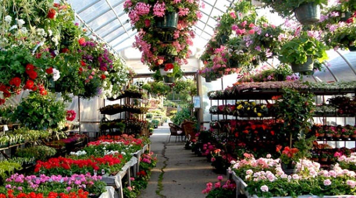 Benefits of ordering from an online plant nursery - Perennial Nursery